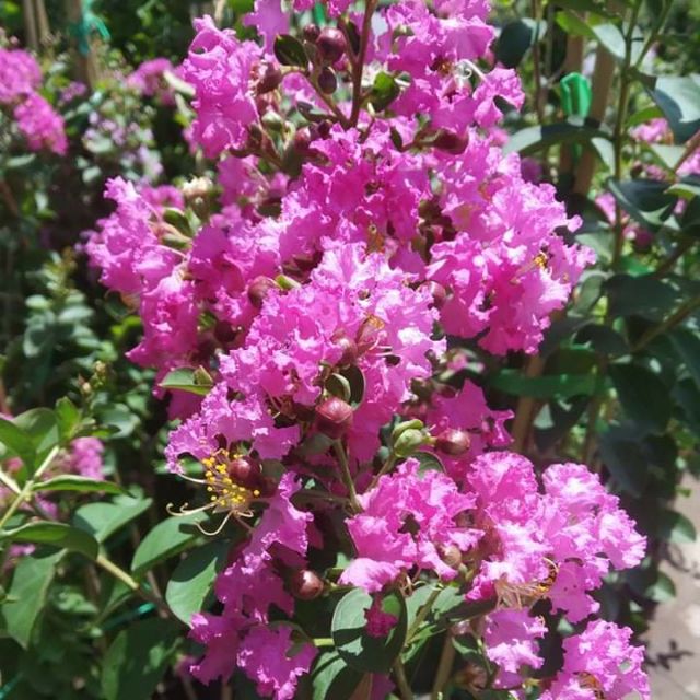 Tuong Vi Flower In English | Best Flower Site