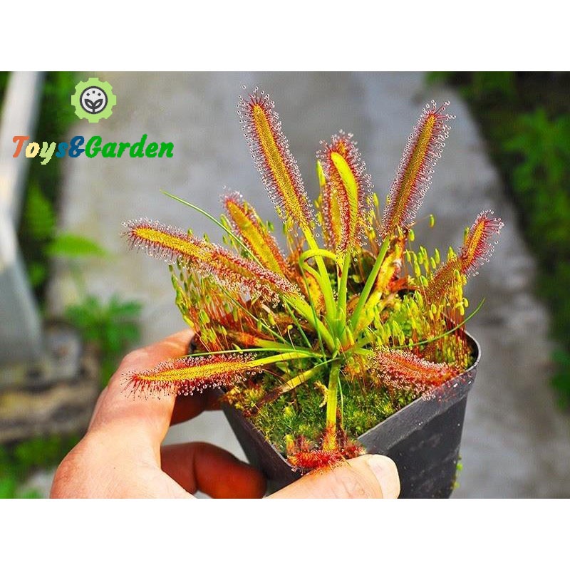 Mua Gọng Vó Drosera Cây bắt mồi cây ăn thịt bắt côn trùng ruồi muổi dễ ...