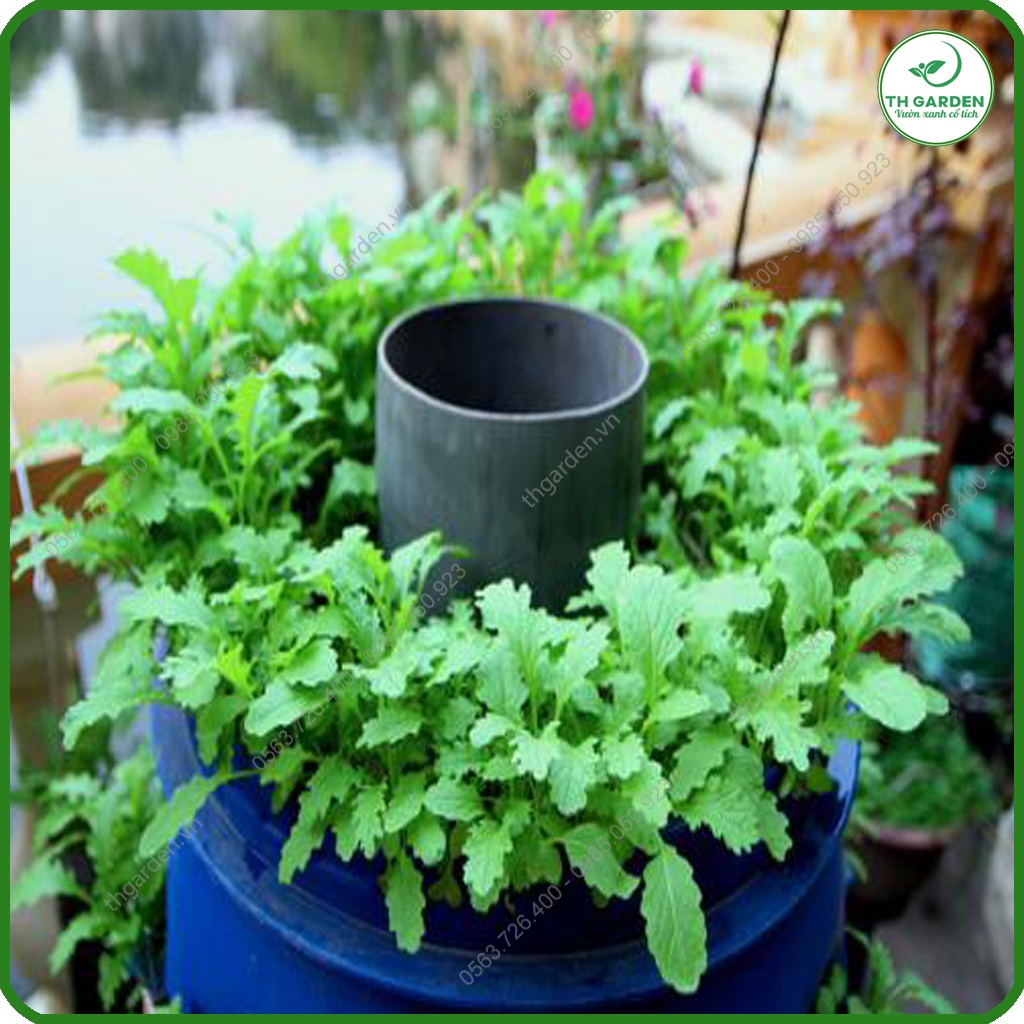 Mua Hạt giống cải canh lá xẻ ( hay còn gọi là cải mèo ) - Khoảng 27gr ...