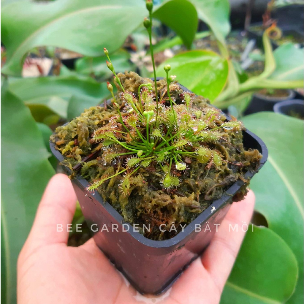 Cây bắt mồi, cây gọng vó Drosera intermedia | Shopee Việt Nam