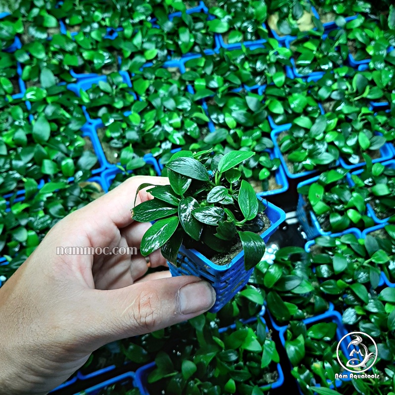 Mua Cây Ráy Nana (Ráy lá nhỏ) | Cây Thuỷ Sinh Dán Lũa Đá giá rẻ nhất ...