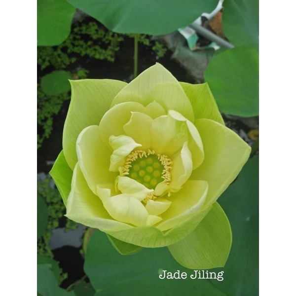 Củ sen Xanh Jade Jiling | Shopee Việt Nam