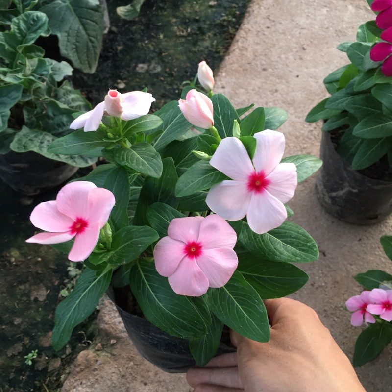 Mua Cây Hoa Dừa Cạn Thái Đứng,Rủ Nhiều Màu Ra Hoa Quanh Năm Và Sai Hoa ...