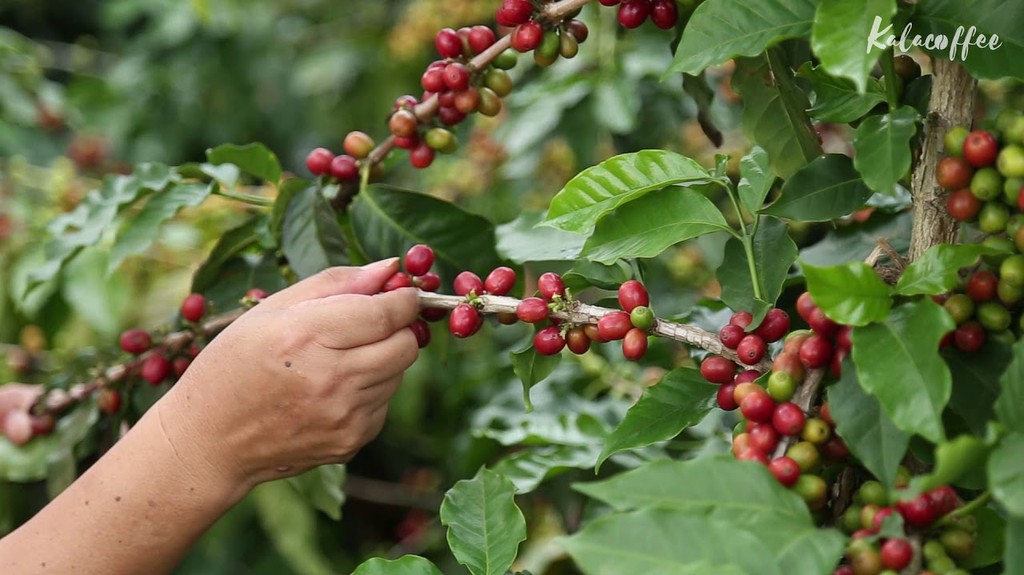 Kalacoffee, Cửa hàng trực tuyến | Shopee Việt Nam