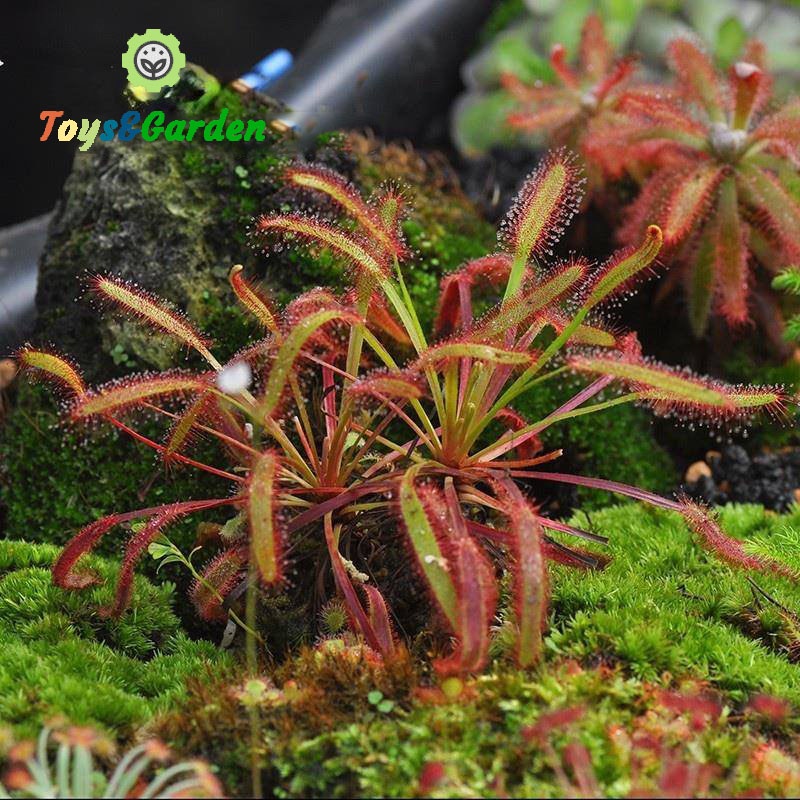 Mua Gọng Vó Drosera Cây bắt mồi cây ăn thịt bắt côn trùng ruồi muổi dễ ...