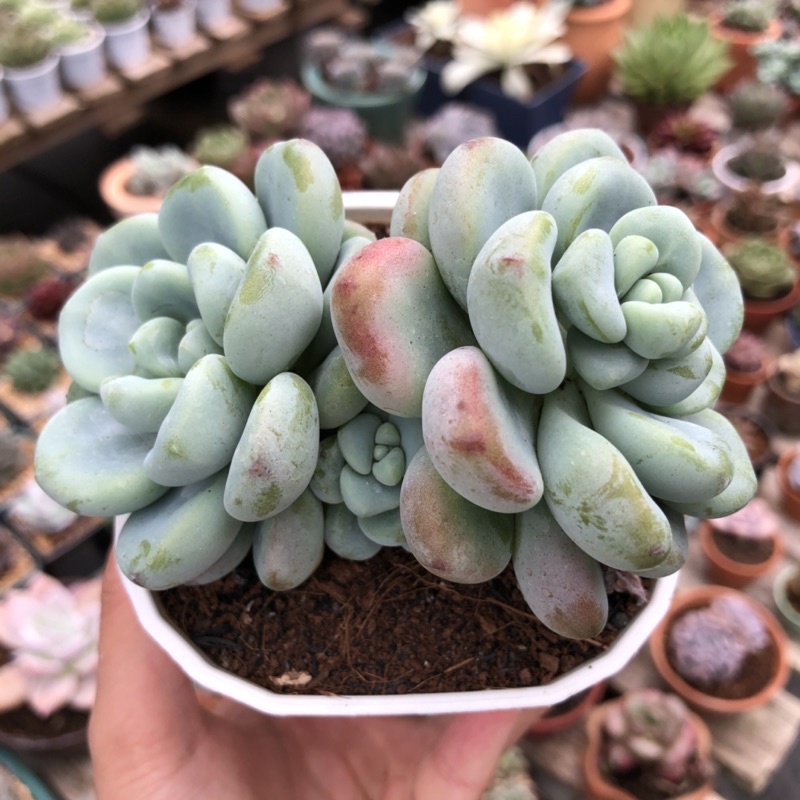 Mua Sen Đá Sỏi Thiên Thanh Có Mùi Thơm Hư 1 Đổi 1 giá rẻ nhất | TecKi.Vn