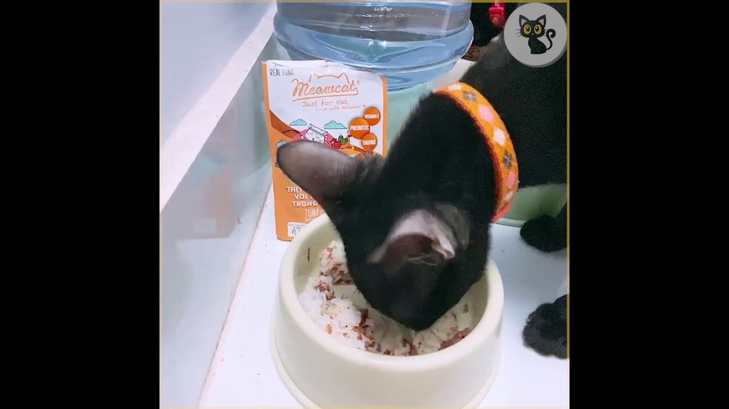 Cat Mun Shop, Cửa hàng trực tuyến | Shopee Việt Nam