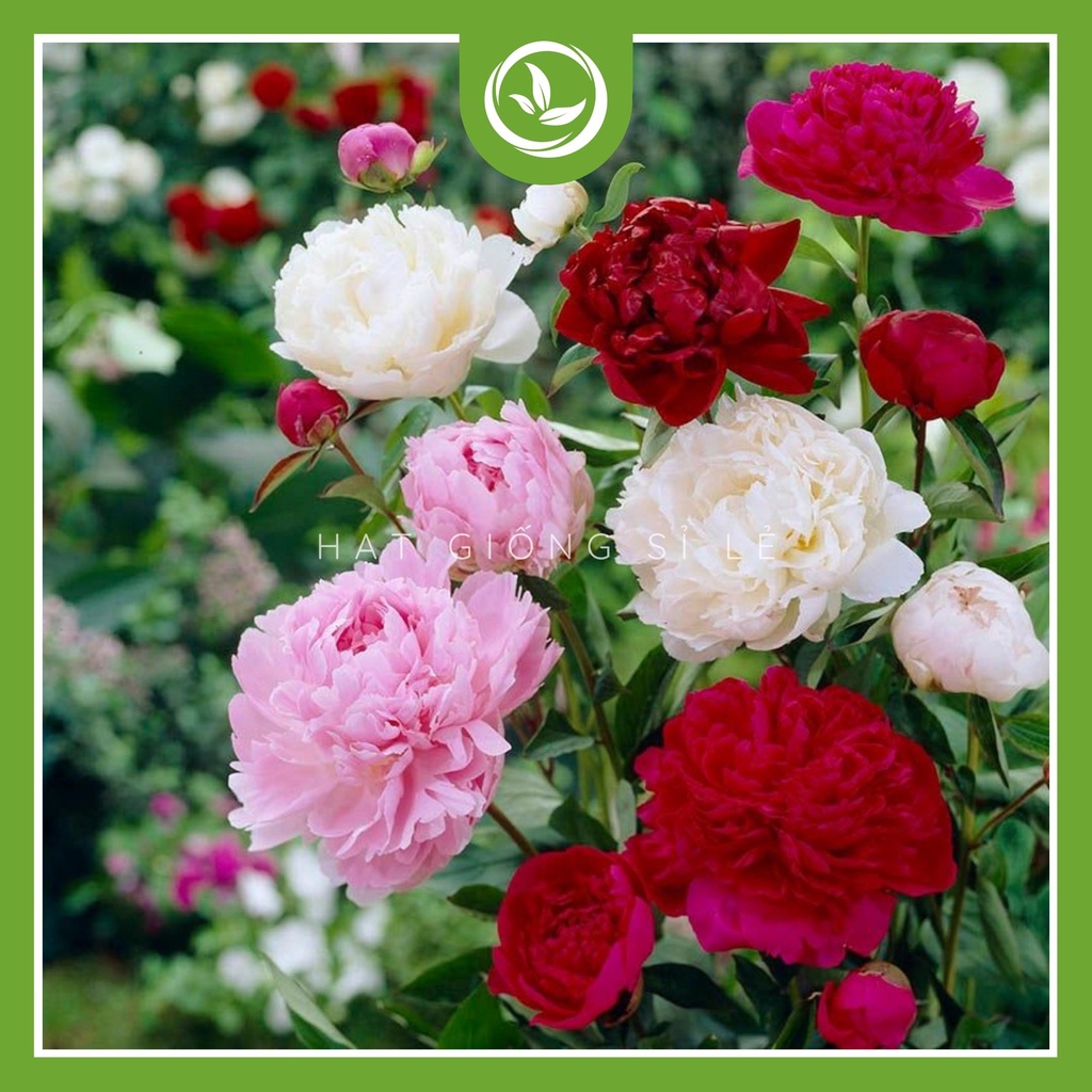 Hạt giống hoa mẫu đơn nhiều màu peony mixed | Shopee Việt Nam