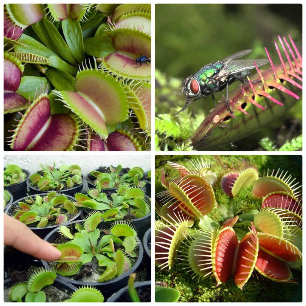 Mua Cây bẫy kẹp , bắt ruồi dòng G16 Venus Flytrap giá rẻ nhất | TecKi.Vn