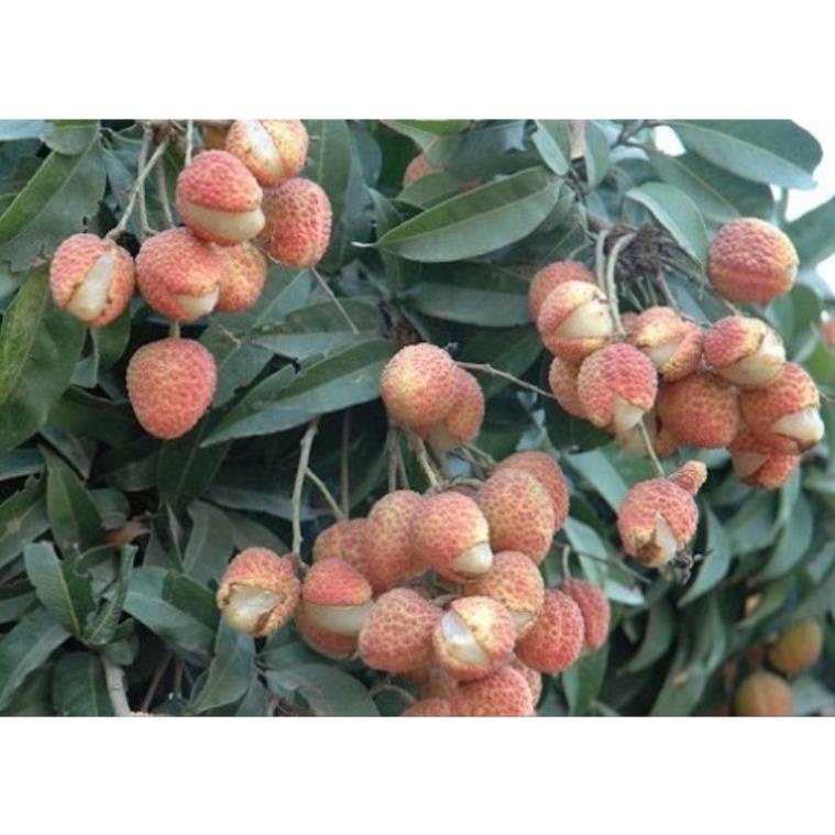 Mua Phân bón Siêu lớn trái 100g. Chống nứt, chống thối, chống rụng quả ...