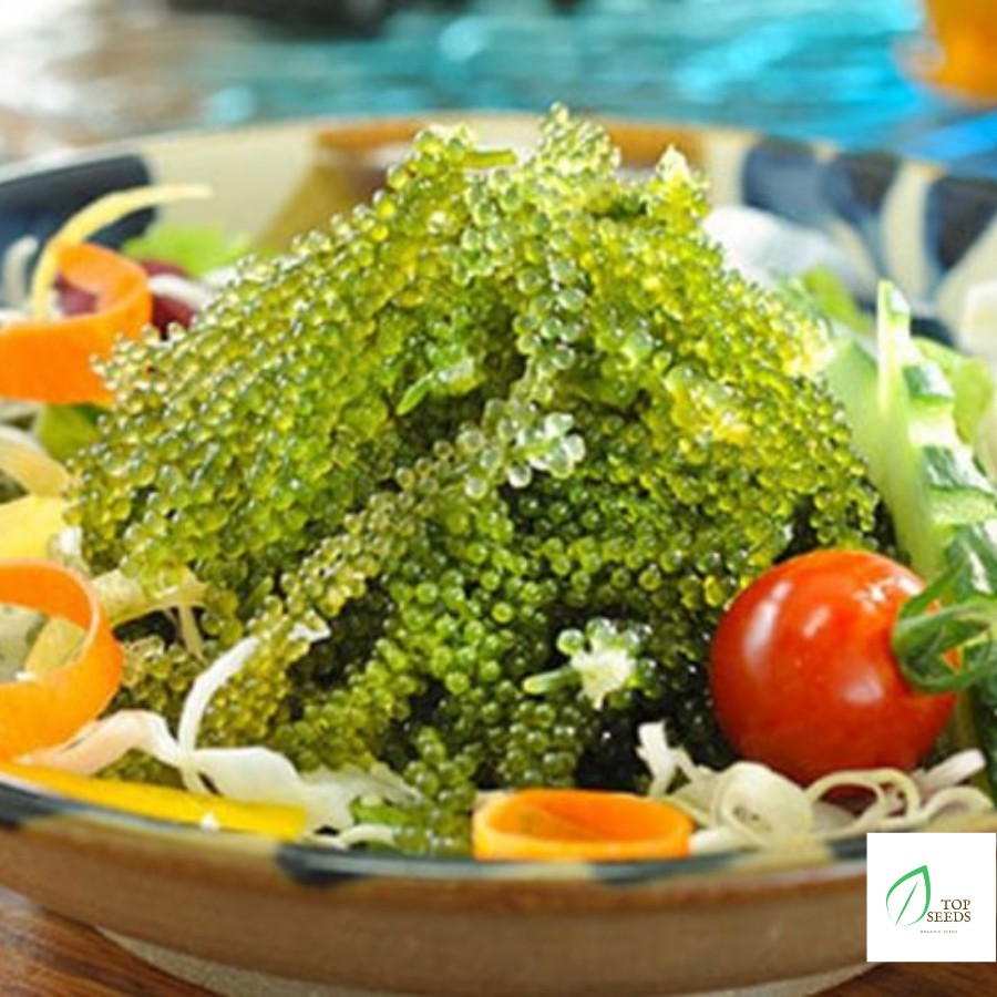 Rong Nho Tách Nước Khánh Hoà 25Gr - Công Nghệ Tách Nước Tiêu Chuẩn Nhật ...