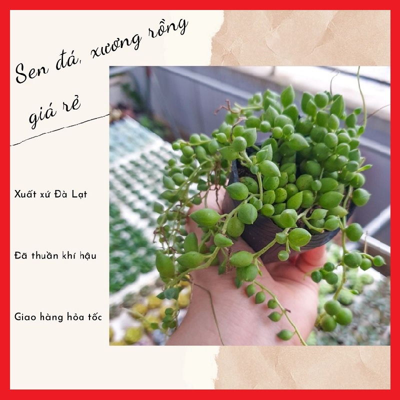 Sen đá giọt nước size bầu FREE SHIP Xuất xứ Đà Lạt đã thuần khí hậu ...