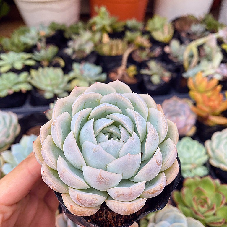 Mua Sen Đá Size Bầu 5-8cm Đủ Loại Xuất Xứ Đà Lạt, Đá Cam Nâu Chuỗi Ngọc ...