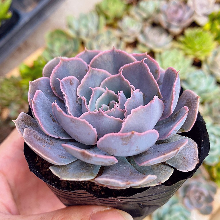 Mua Sen Đá Size Bầu 5-8cm Đủ Loại Xuất Xứ Đà Lạt, Đá Cam Nâu Chuỗi Ngọc ...