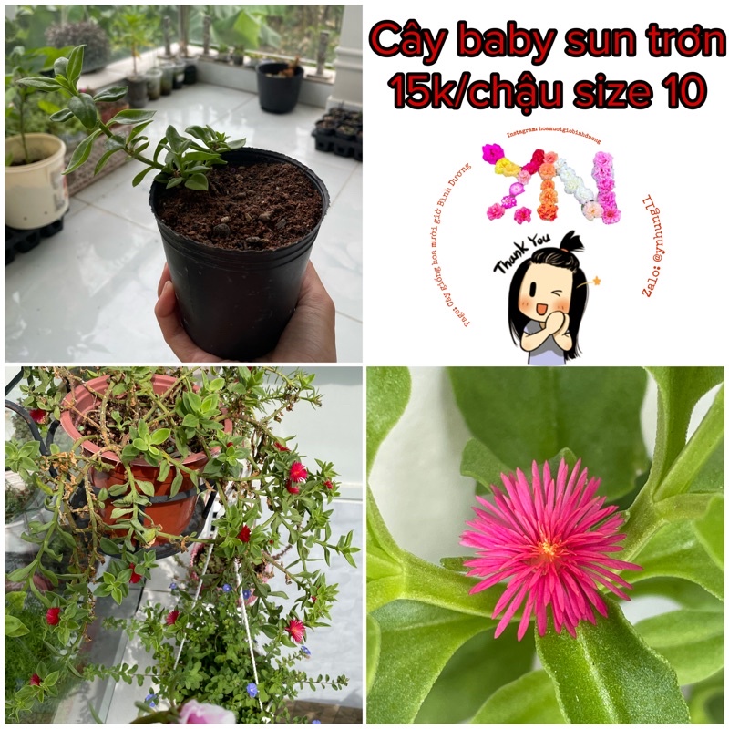Cây baby sun trơn | Shopee Việt Nam