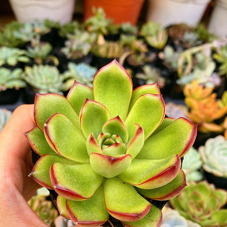 Mua Sen Đá Size Bầu 5-8cm Đủ Loại Xuất Xứ Đà Lạt, Đá Cam Nâu Chuỗi Ngọc ...