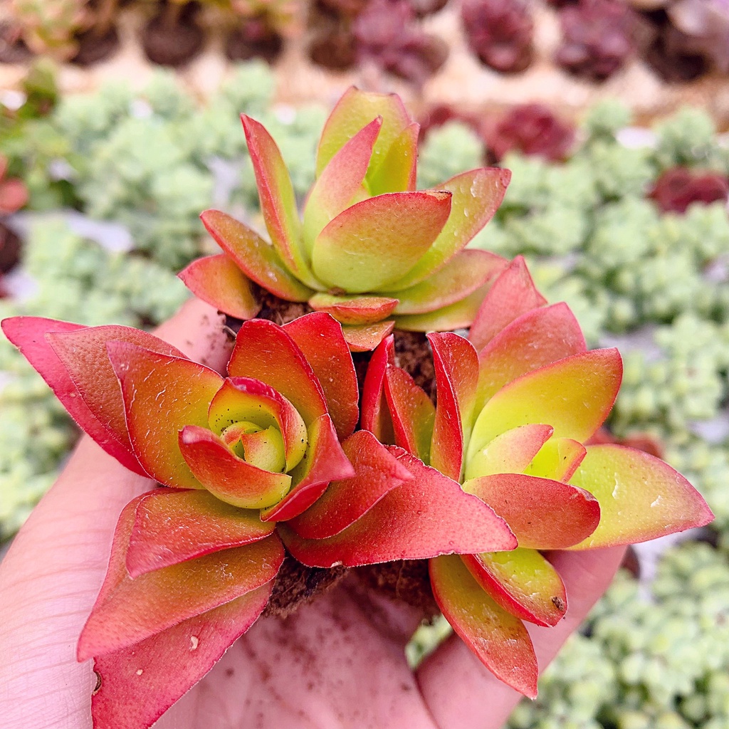 Mua Sen Đá Size Bầu 5-8cm Đủ Loại Xuất Xứ Đà Lạt, Đá Cam, Chuỗi Ngọc ...