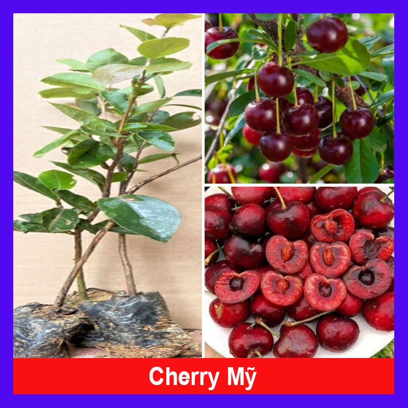 Mua Cây Cherry Mỹ - Cây cherry anh đào có quả sau 6 tháng - trồng được ...