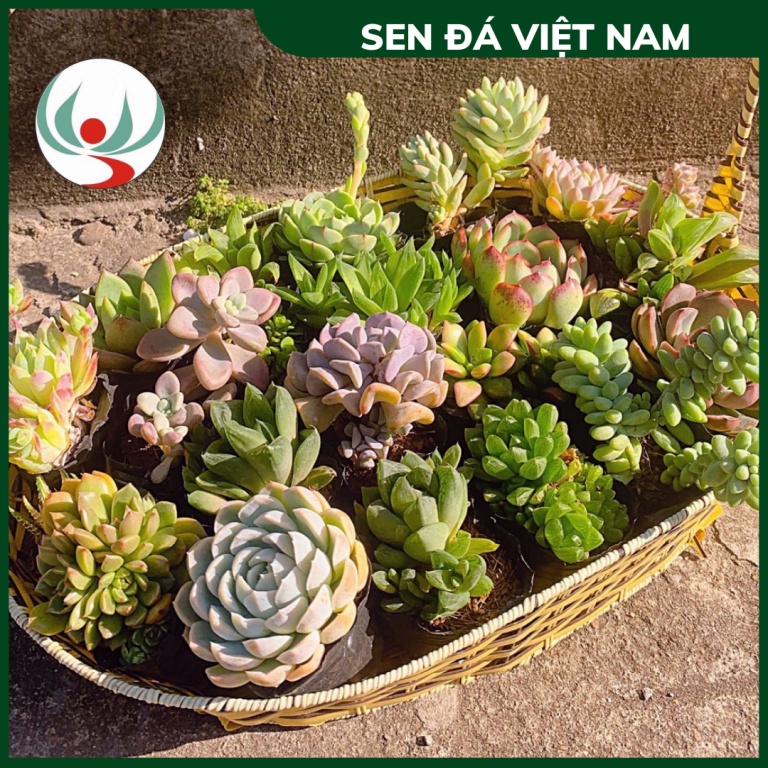 Mua Sen Đá Size Bầu 5-8cm Đủ Loại Xuất Xứ Đà Lạt, Đá Cam, Chuỗi Ngọc ...