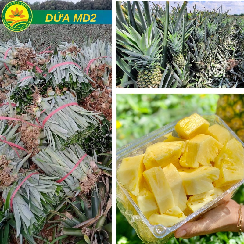 Mua Cây giống Dứa Md2 dứa mật siêu ngọt ăn không rát lưỡi rất được ưa ...