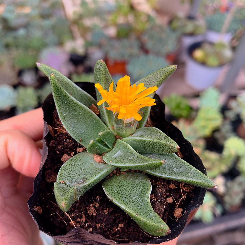 Mua Sen Đá Size Bầu 5-8cm Đủ Loại Xuất Xứ Đà Lạt, Đá Cam, Chuỗi Ngọc ...