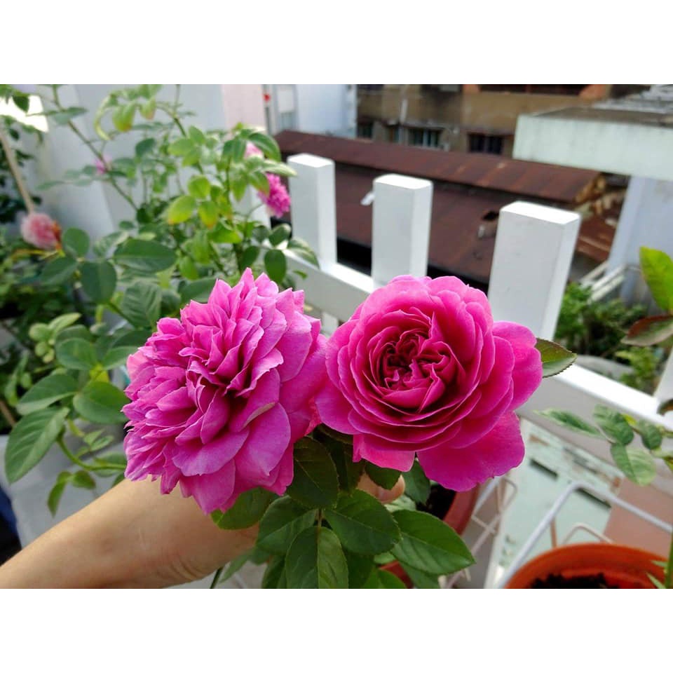 Mua Hoa hồng ngoại Hector Rose tím hồng hương nước hoa giá rẻ nhất ...