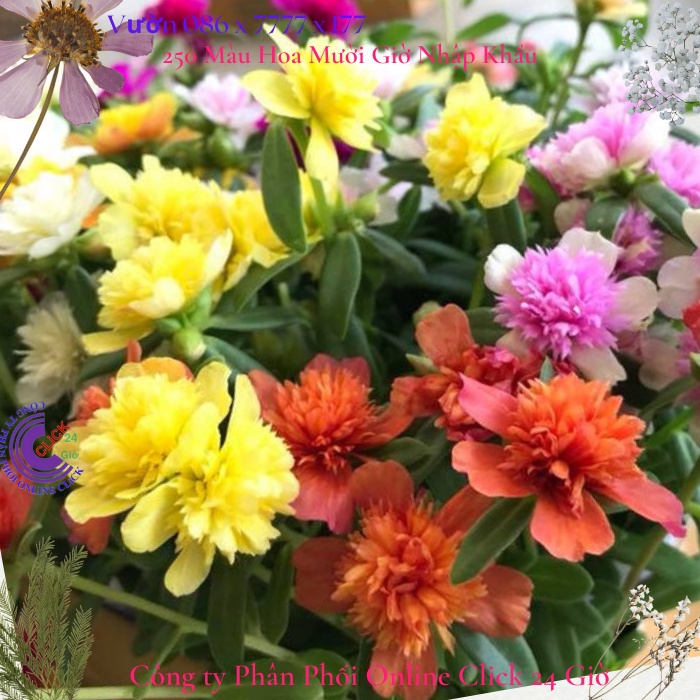 Mua Hoa Sam Kép Màu CAM Hoa Mười Giờ Sam Thái Kép Tuyệt Đẹp Hoa Mười ...