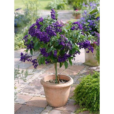 Cây Hoa Vani màu tím, thơm vani, cây lâu năm hóa thân gỗ | Shopee Việt Nam