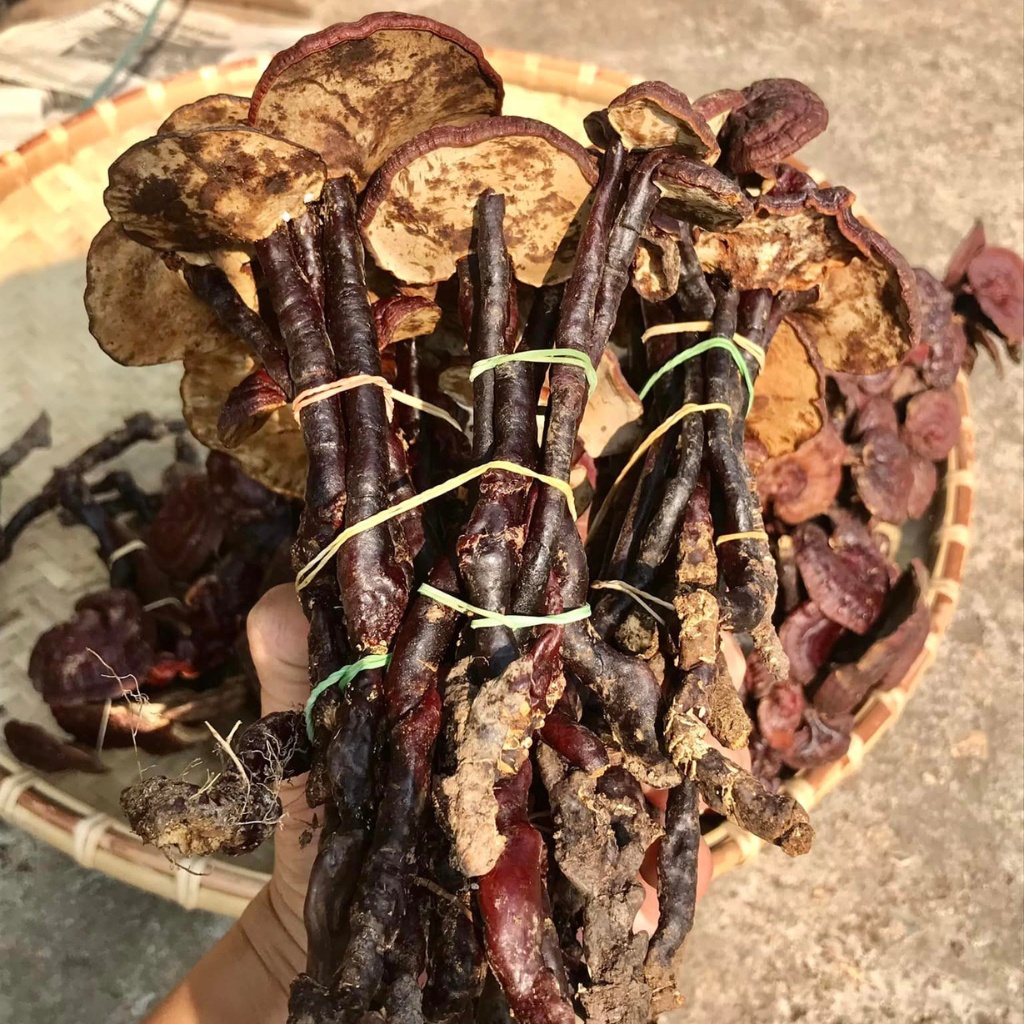 Mua Nấm Linh chi rừng khô Tây Bắc thu hái, phơi khô tự nhiên. Thảo dược ...