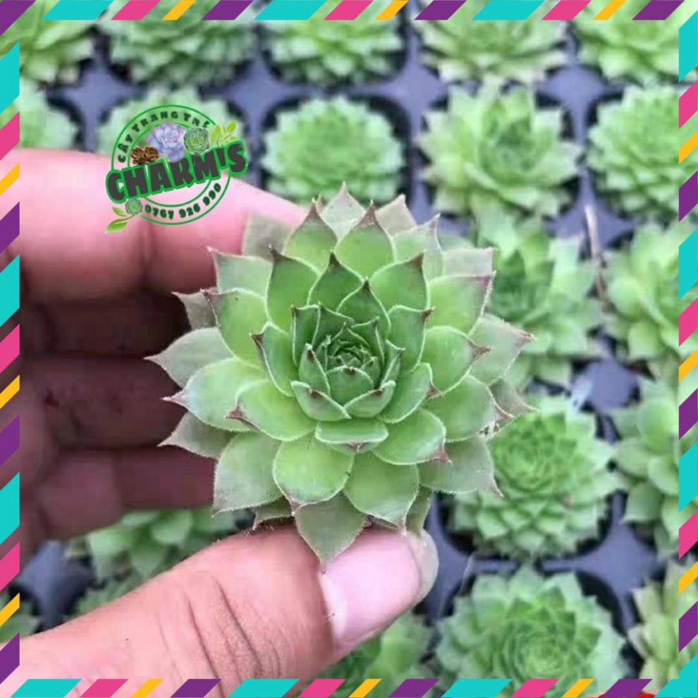 Mua d Cây sen đá PHẬT BÀ size mini - size bầu 5cm cực đẹp - GIỐNG ĐÃ ...