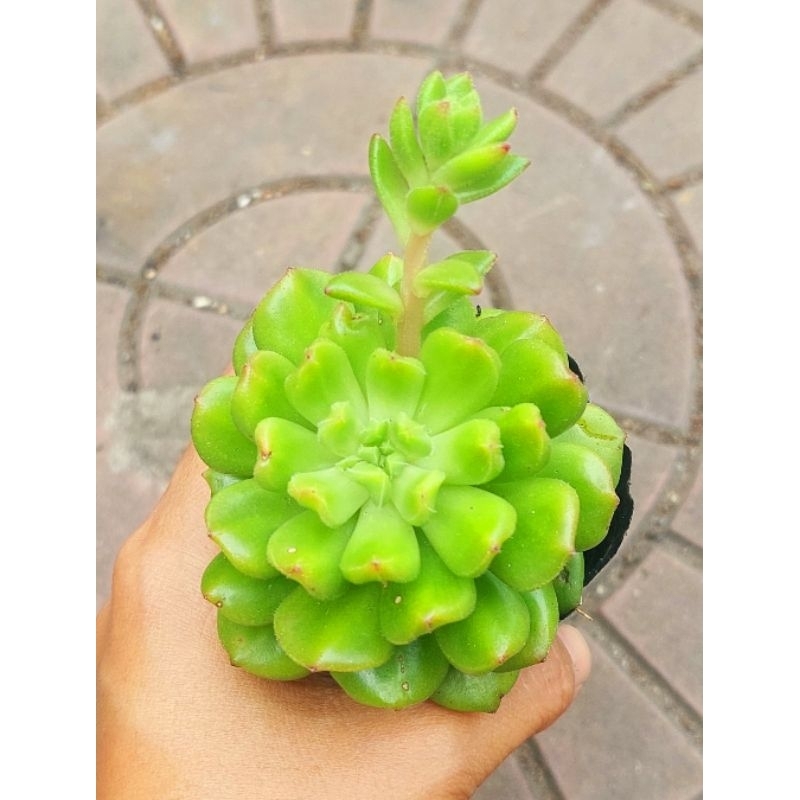 Mua Sen đá Cúc Xanh Xoăn - Hư 1 đổi 1- Cây cảnh trang trí- HOA ĐÁ shop ...