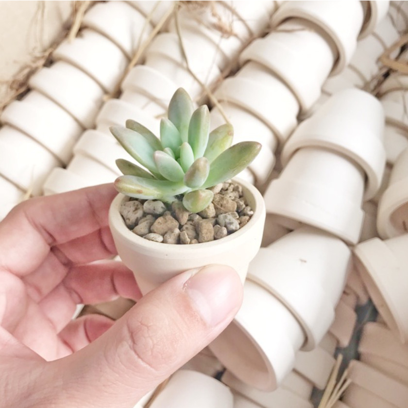 Mua Chậu đất nung 5x5cm - trồng sen đá, xương rồng mini / chậu nâu đất ...