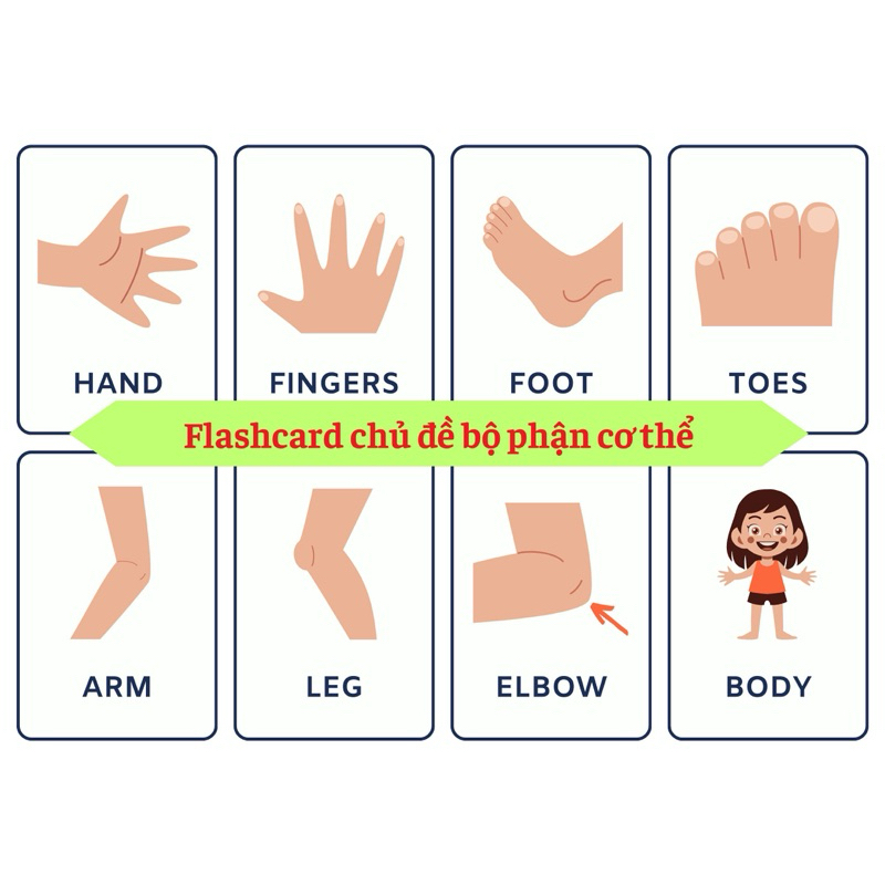 Bộ 16 Thẻ Học Ép Plastic Chủ Đề Bộ Phận Cơ Thể Flashcard Body Parts ...
