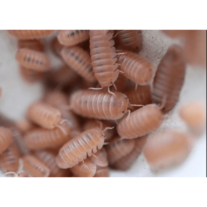 Isopod giá rẻ Tháng 2,2024|BigGo Việt Nam